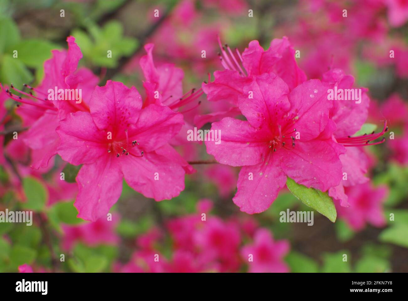 royal azalea blossom approaching as bright Stock Photo - Alamy