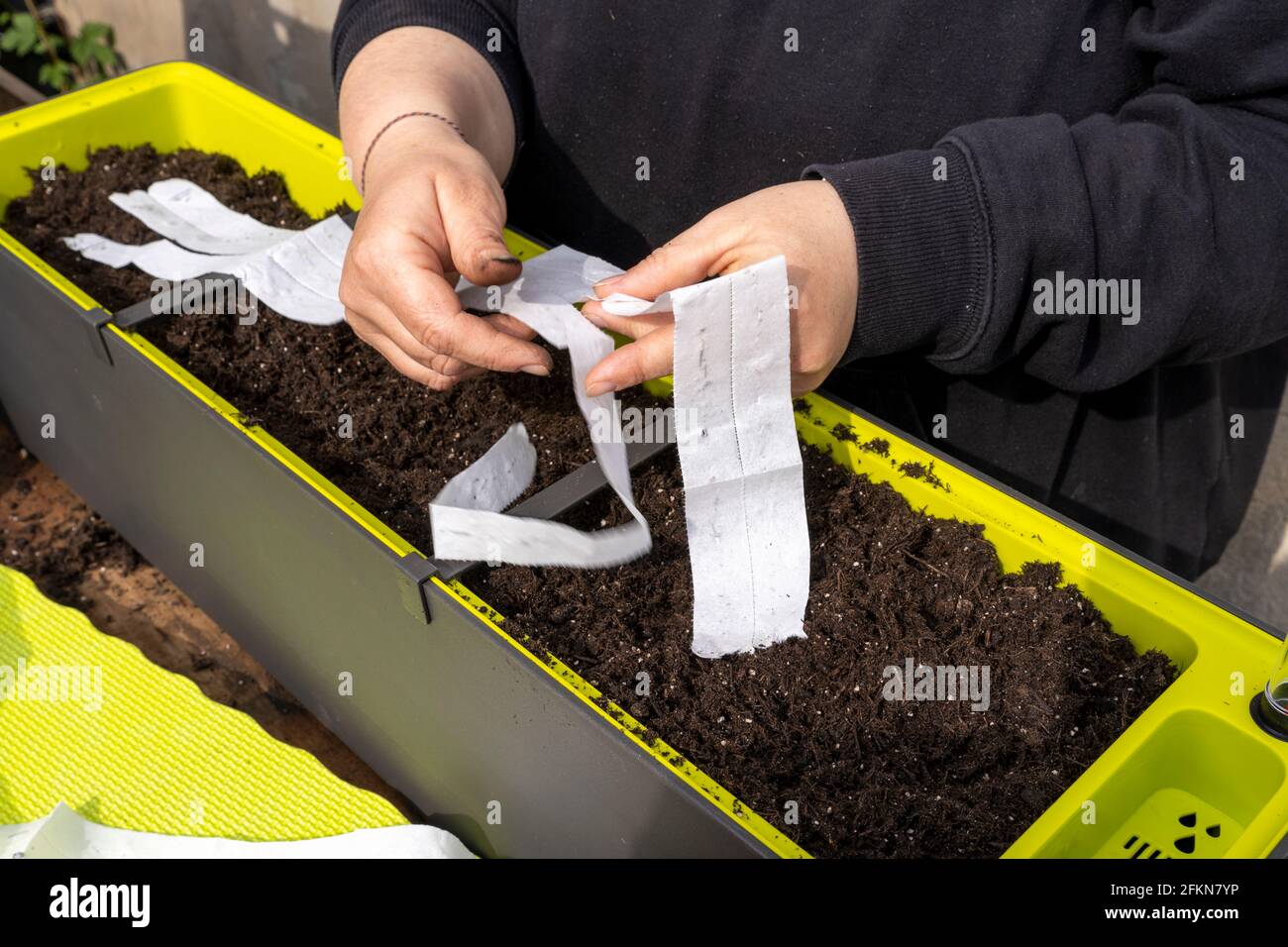 Planting vegetables with the help of a seed tape Stock Photo - Alamy