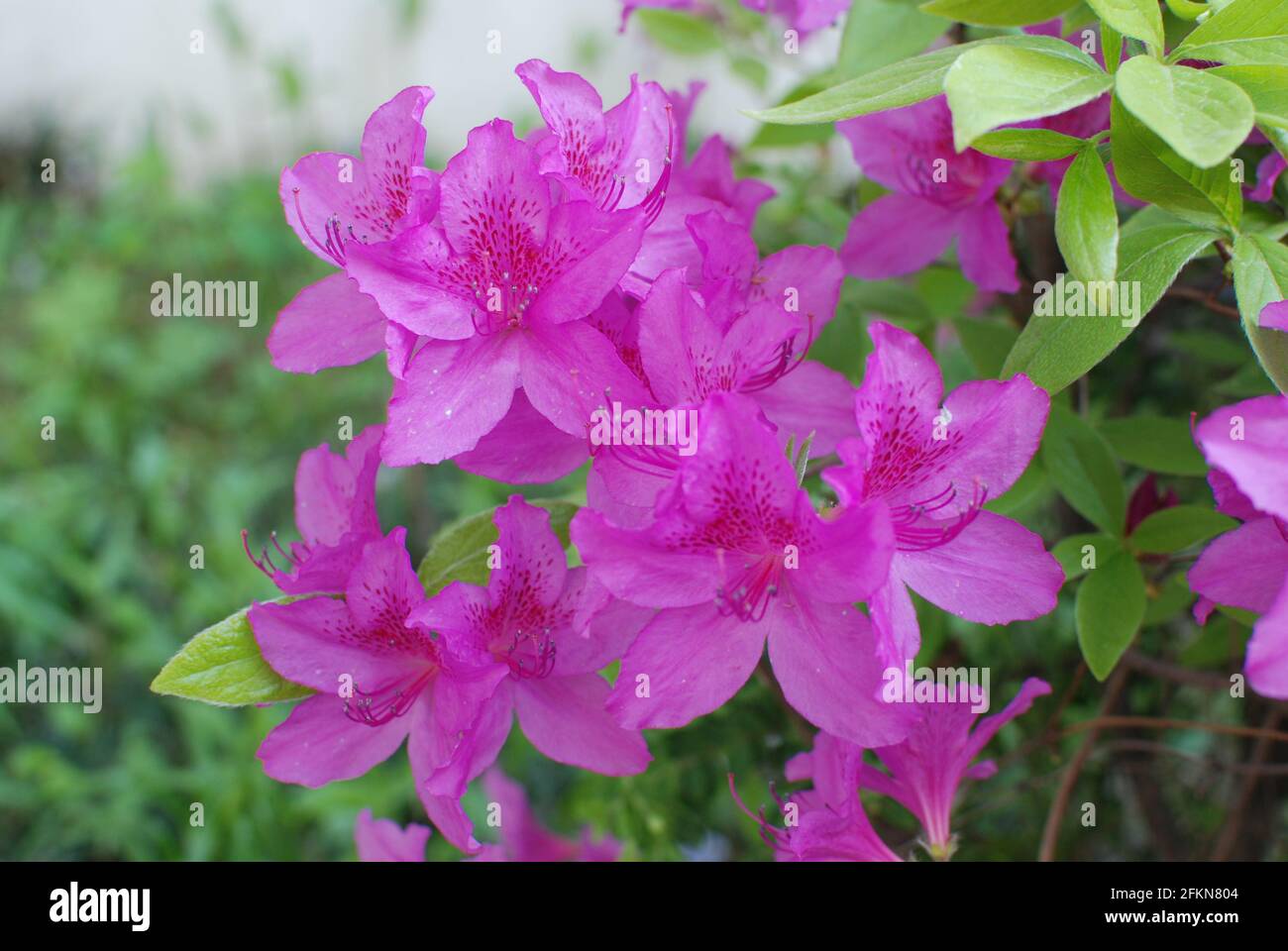 royal azalea blossom approaching as bright Stock Photo - Alamy