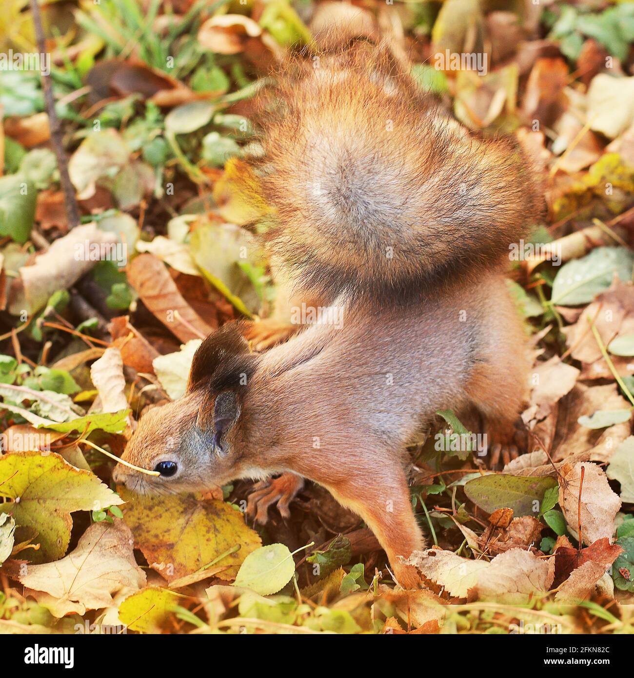 Beautiful squirrel in the yellow leaves. Red squirrel. Beautiful autumn ...