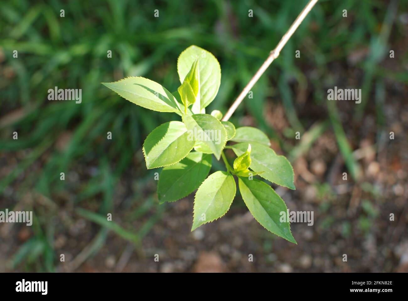 Neat appearance hi-res stock photography and images - Alamy