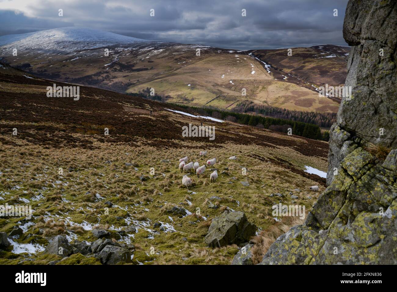 The Cheviot Hills Stock Photo - Alamy