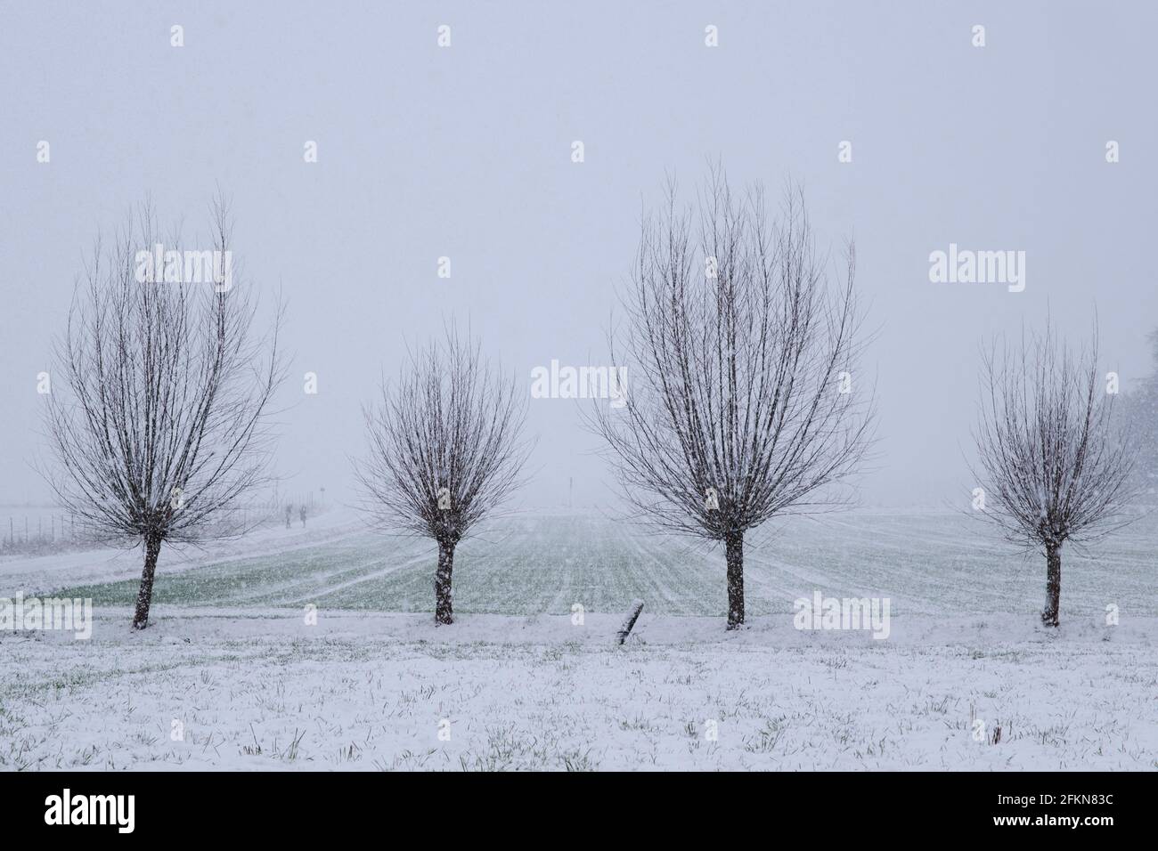 Sallow trees at a winter landscpae with snow Stock Photo - Alamy