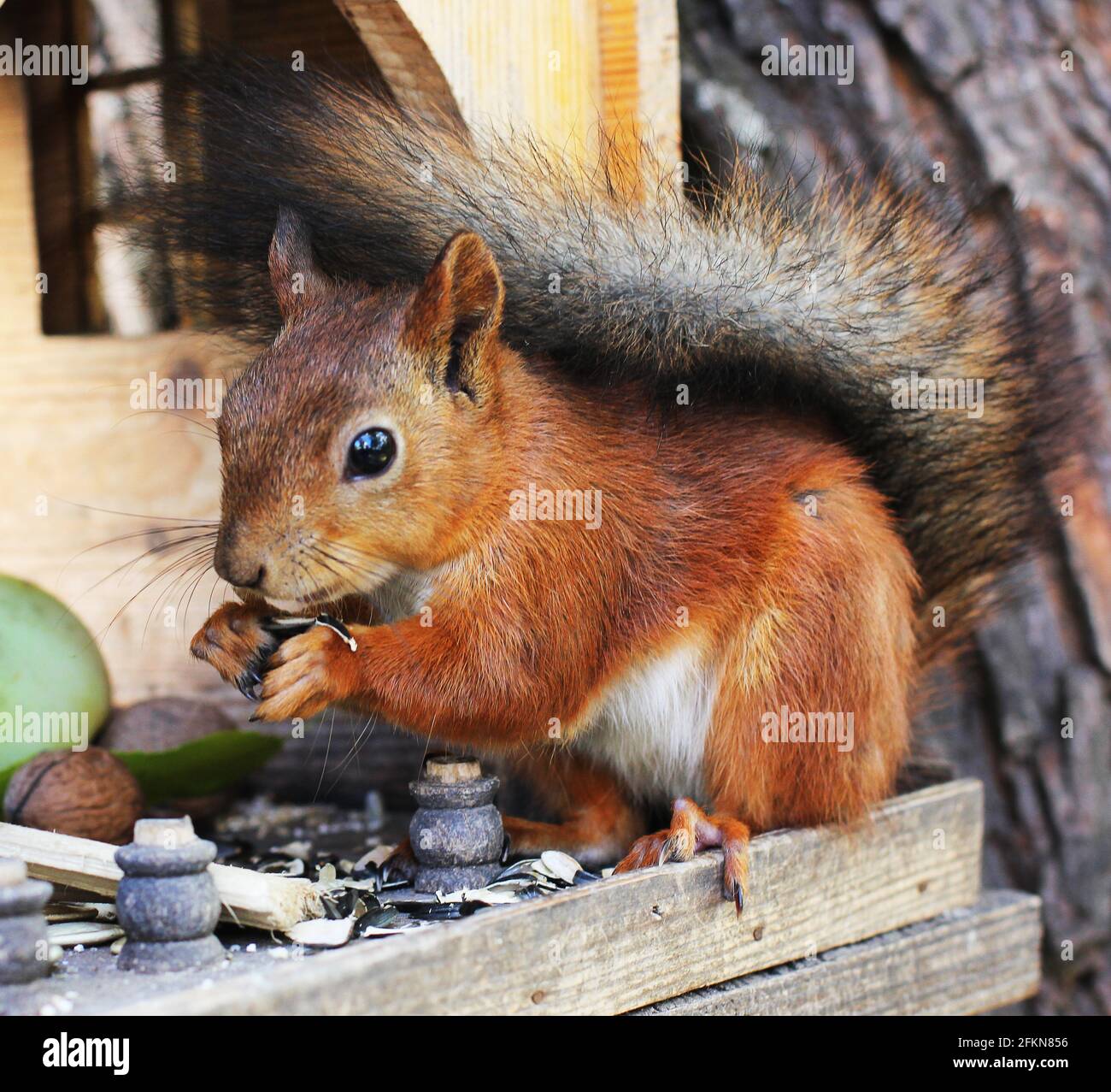 Beautiful squirrel eating nuts on a tree in a manger Stock Photo - Alamy