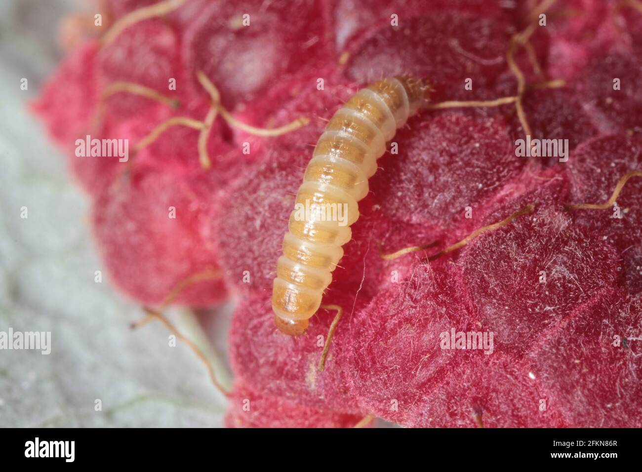 The raspberry beetle (Byturus tomentosus). It is a major pest affecting ...