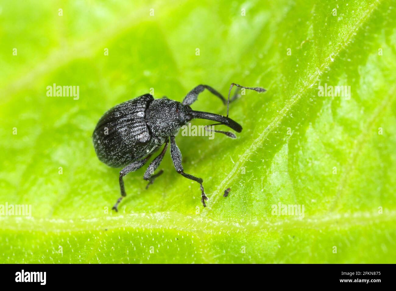 The Strawberry blossom weevil Anthonomus rubi is a weevil that feeds on ...