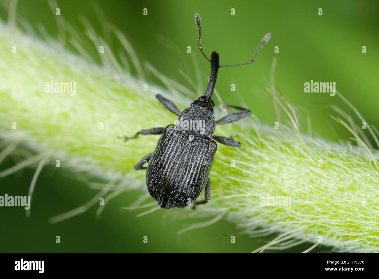 The Strawberry blossom weevil Anthonomus rubi is a weevil that feeds on ...