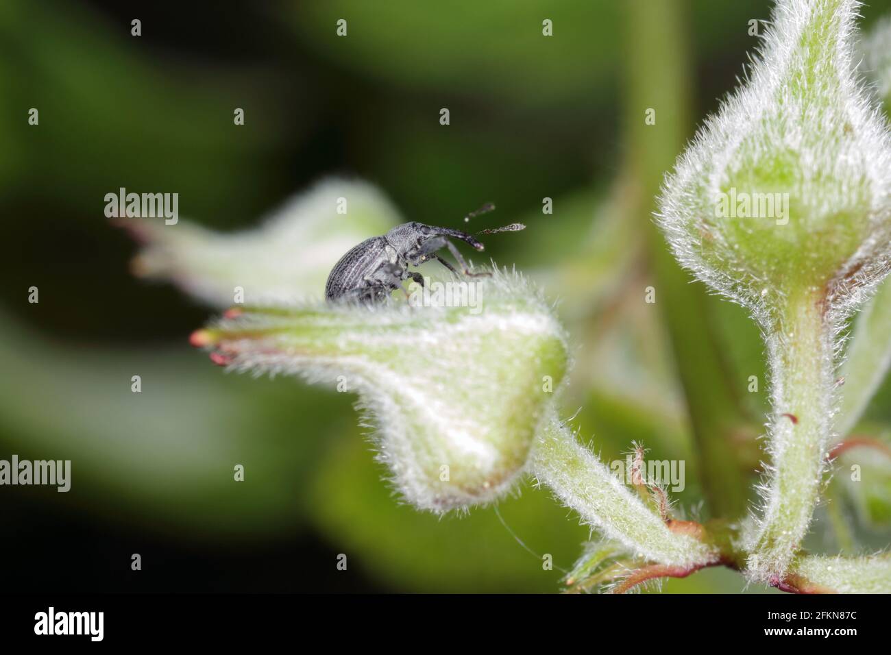 The Strawberry blossom weevil Anthonomus rubi is a weevil that feeds on ...