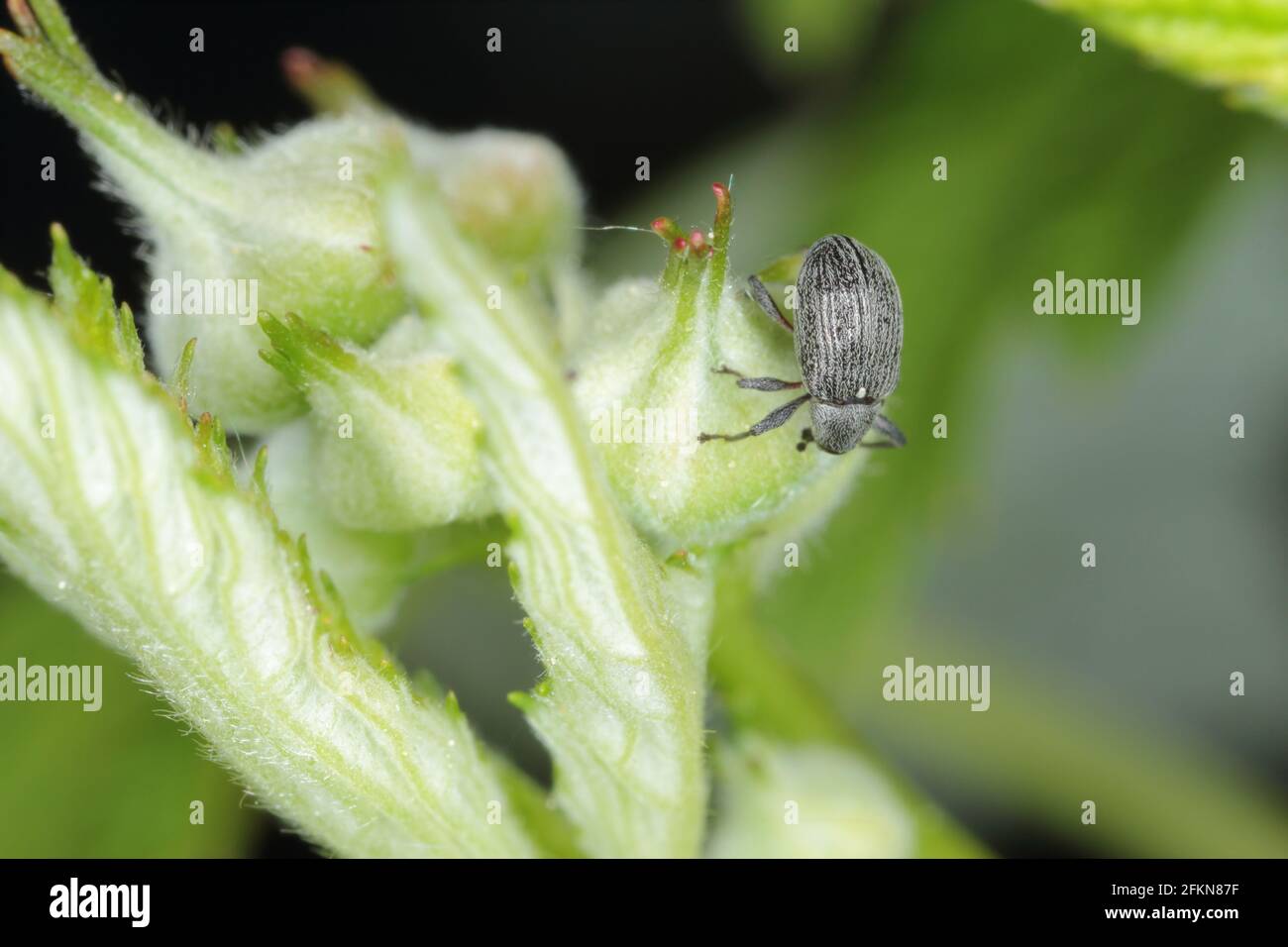The Strawberry blossom weevil Anthonomus rubi is a weevil that feeds on ...