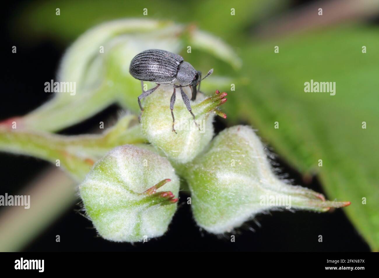 The Strawberry blossom weevil Anthonomus rubi is a weevil that feeds on ...