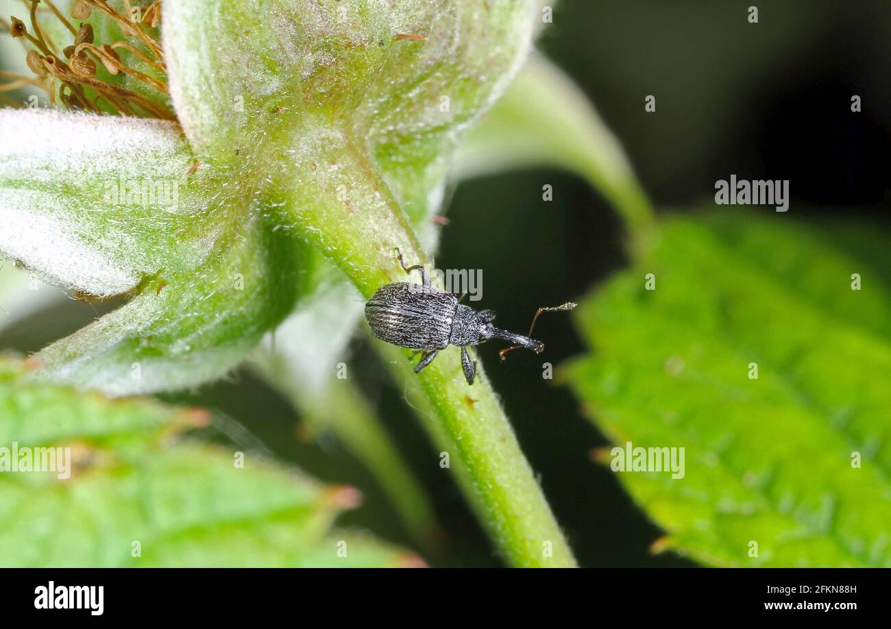 The Strawberry blossom weevil Anthonomus rubi is a weevil that feeds on ...