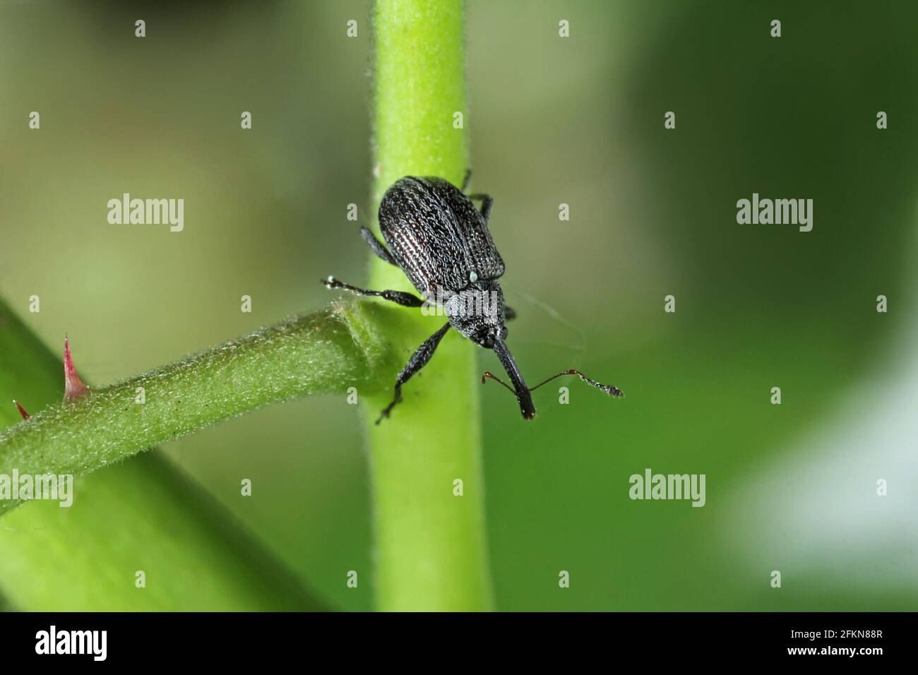 The Strawberry blossom weevil Anthonomus rubi is a weevil that feeds on ...