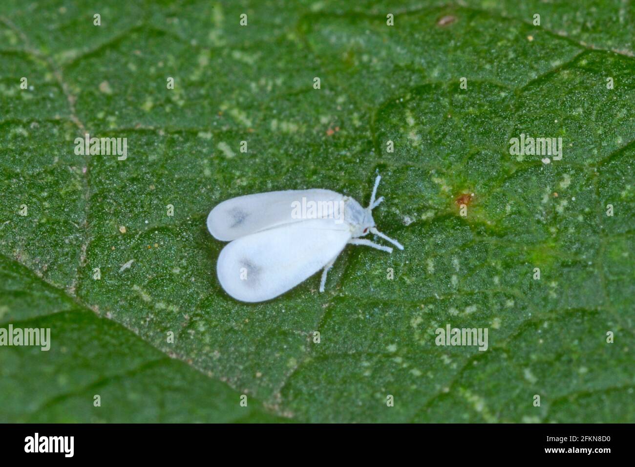 The Cabbage Whitefly (Aleyrodes proletella) on papaver. It is a species ...