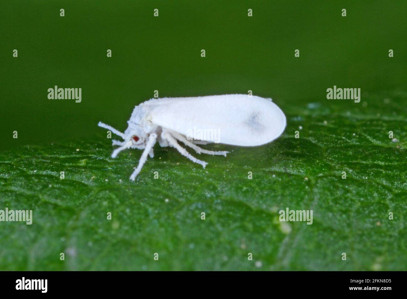The Cabbage Whitefly (Aleyrodes proletella) on papaver. It is a species ...