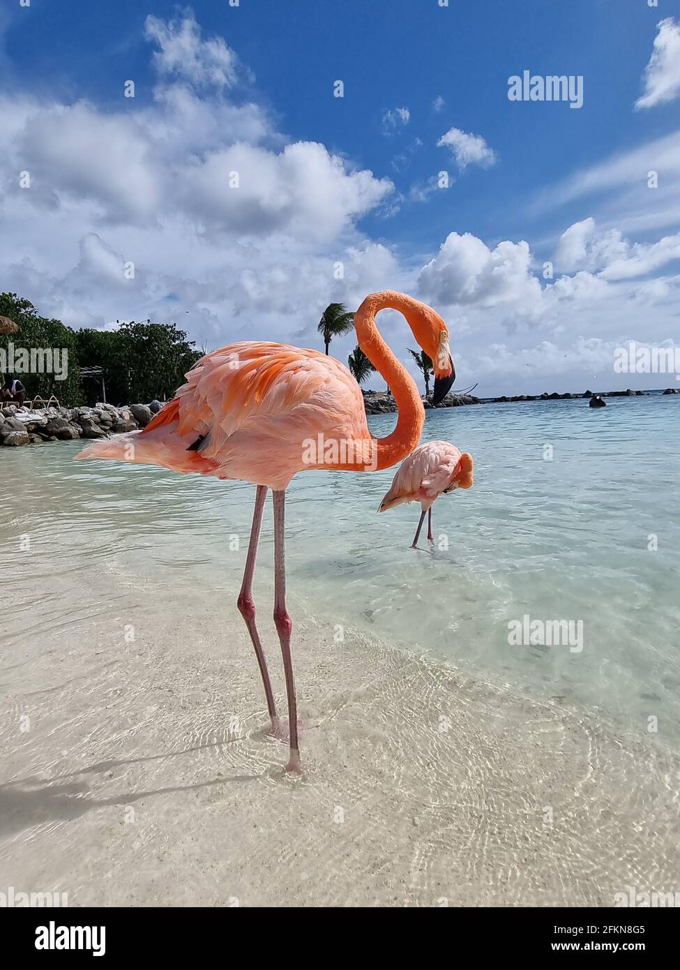 Aruba beach with pink flamingos at the beach, flamingo at the beach in ...