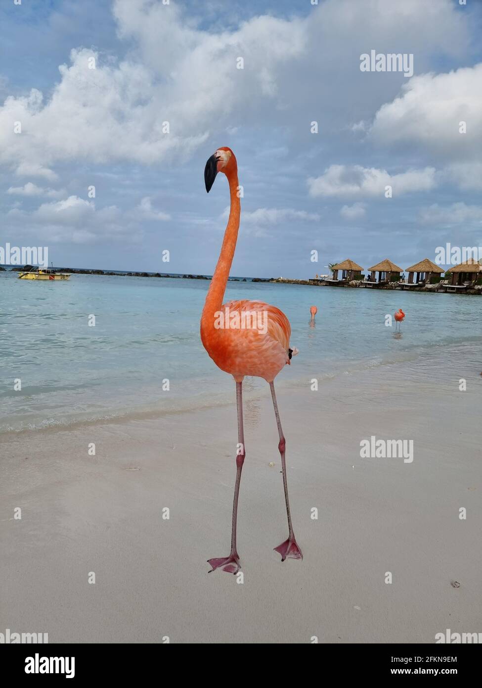 Aruba beach with pink flamingos at the beach, flamingo at the beach in ...