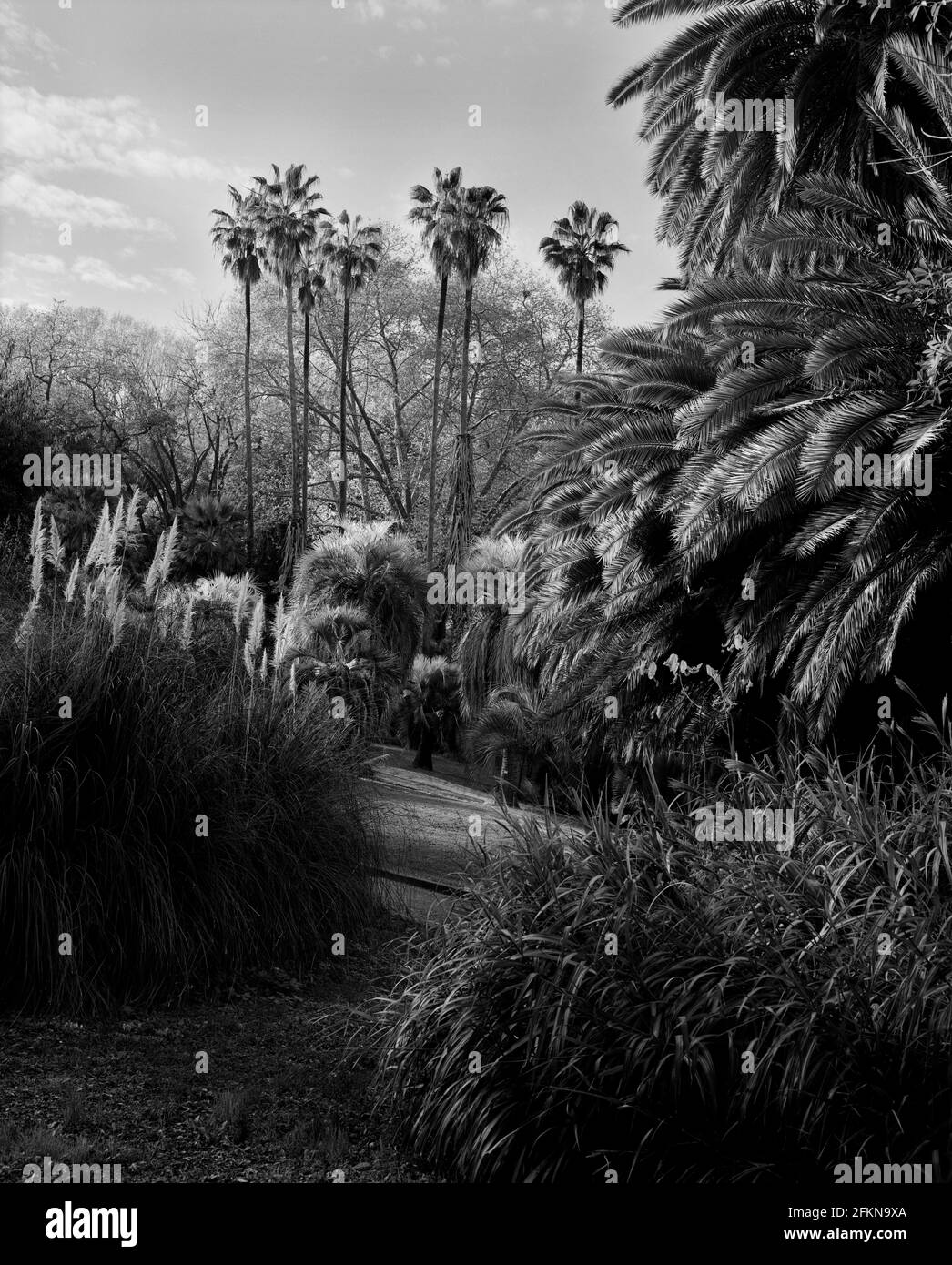 Lush and leafy Black and White Stock Photos & Images - Alamy