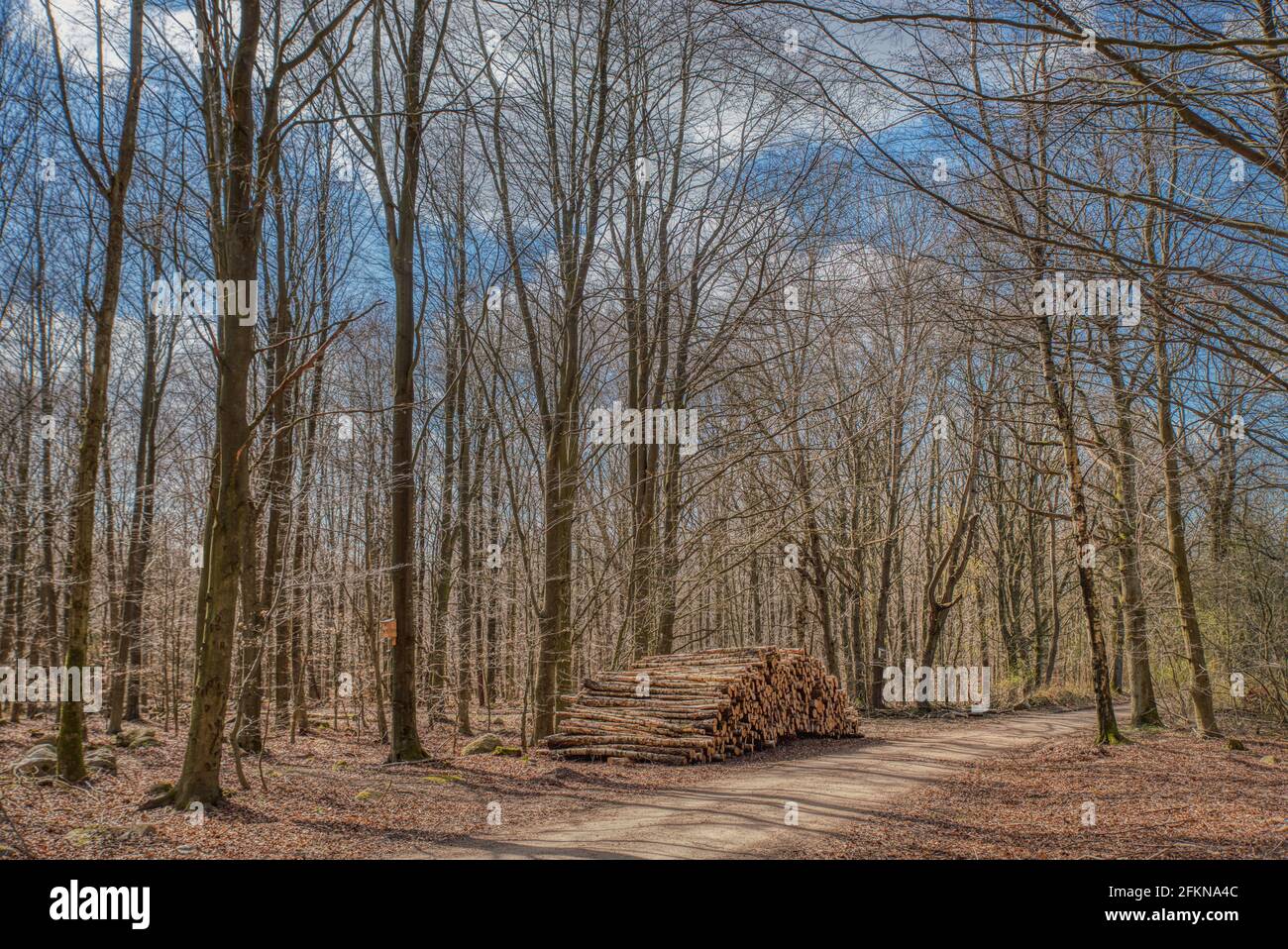 Pile of logs by a track in a leafless forest. Raw wood or timber piled ...