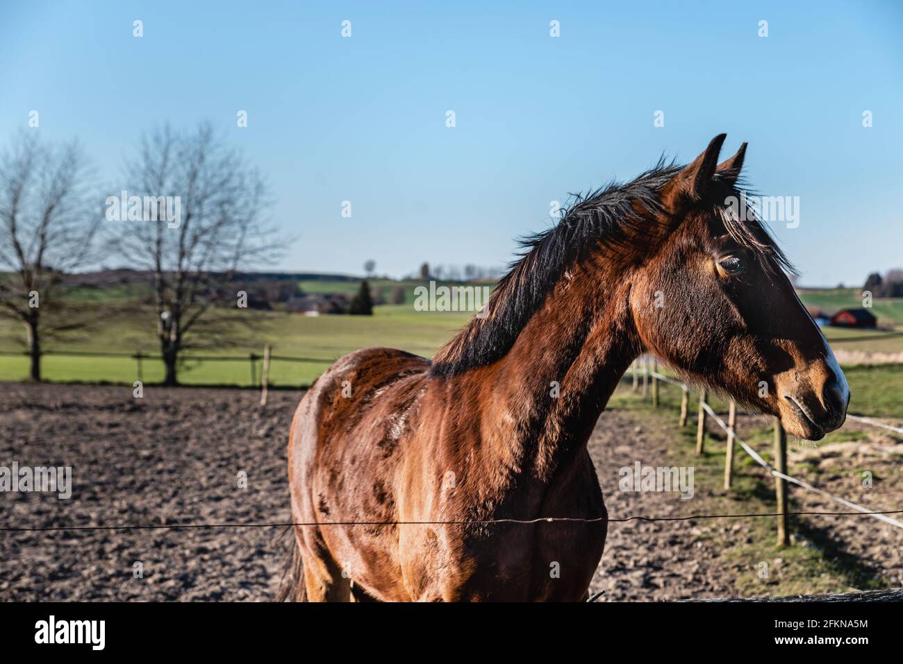 Face detail of captive brown horse in a farm field with relaxed ...