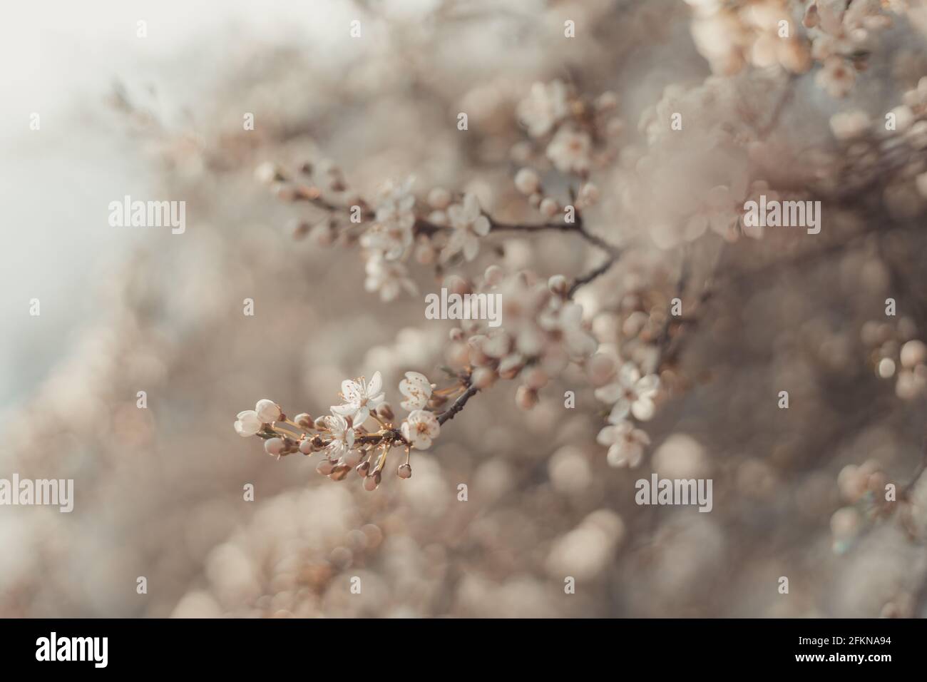 Beautiful spring nature scene with pink blooming tree in sunlight Stock ...