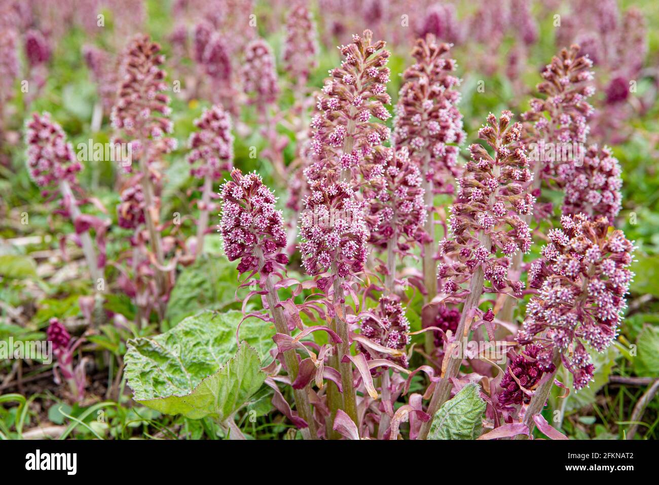 Petasites hybridus hi-res stock photography and images - Alamy