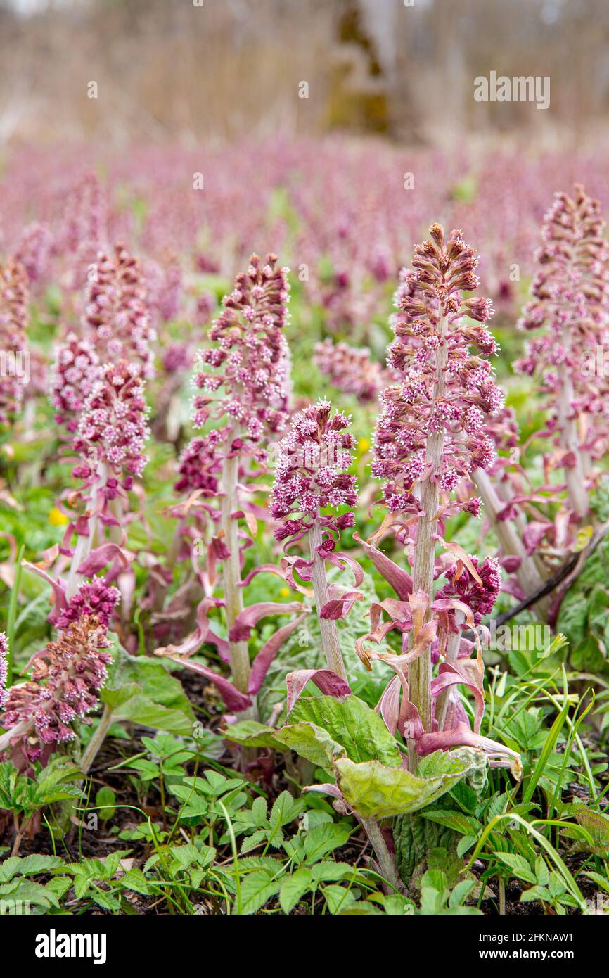 Petasites hybridus hi-res stock photography and images - Alamy