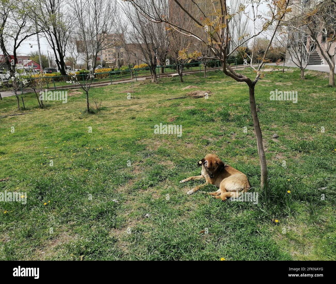 Ear notching hi-res stock photography and images - Alamy