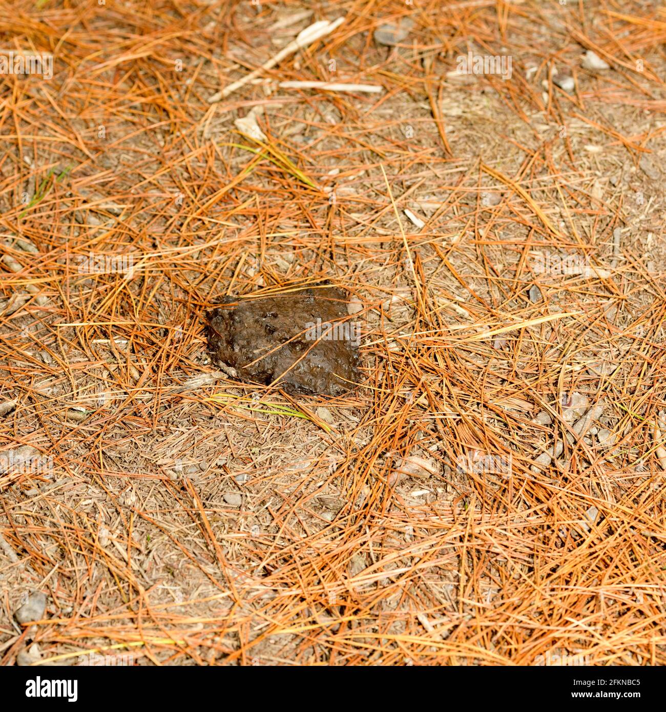 Fox Territory Mark on woodland track Stock Photo - Alamy