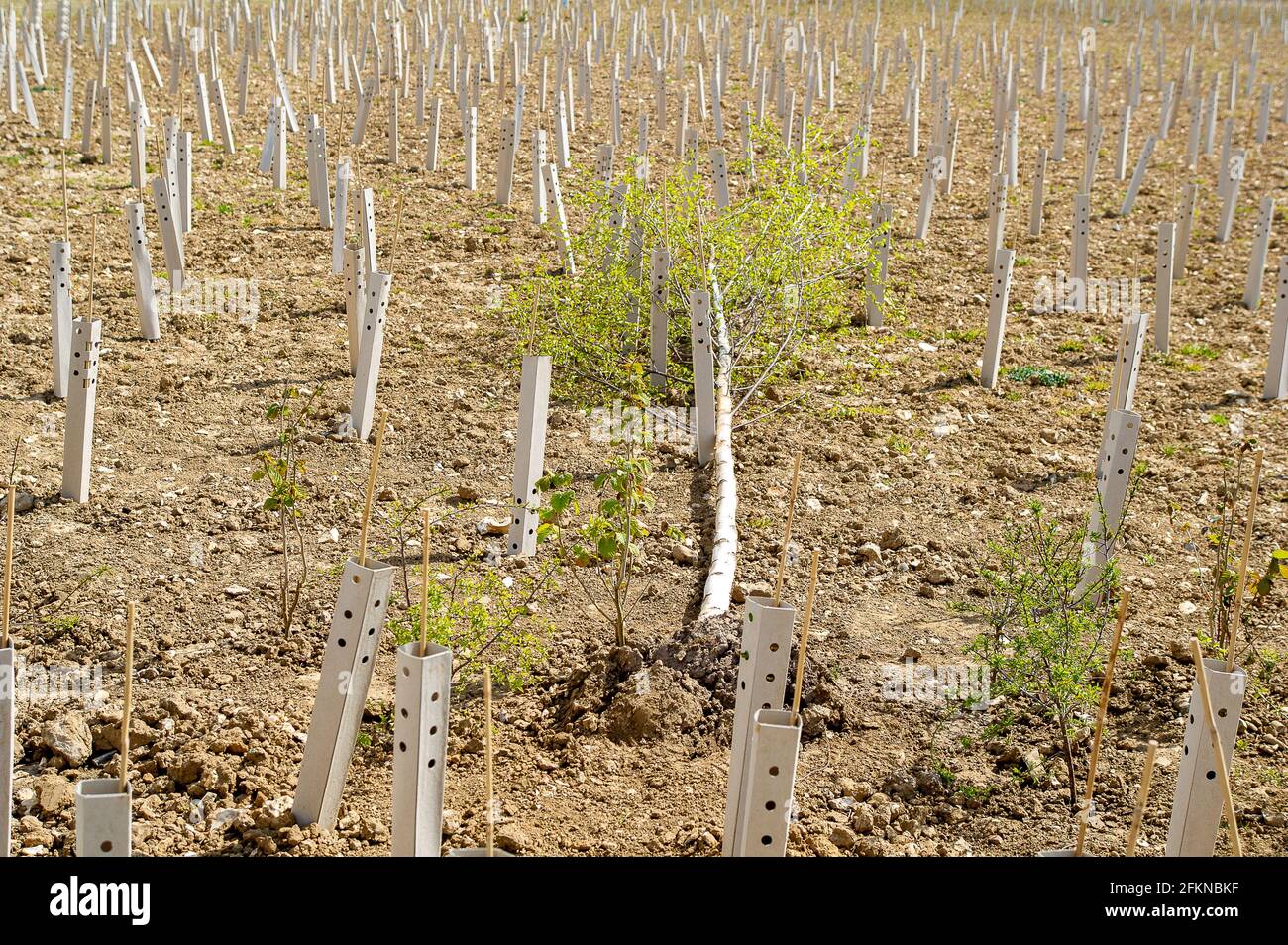 Aylesbury Vale, Buckinghamshire, UK. 1st May, 2021. HS2 have planted ...