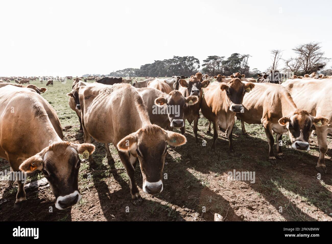 jersey cows on a dairy farm Stock Photo - Alamy