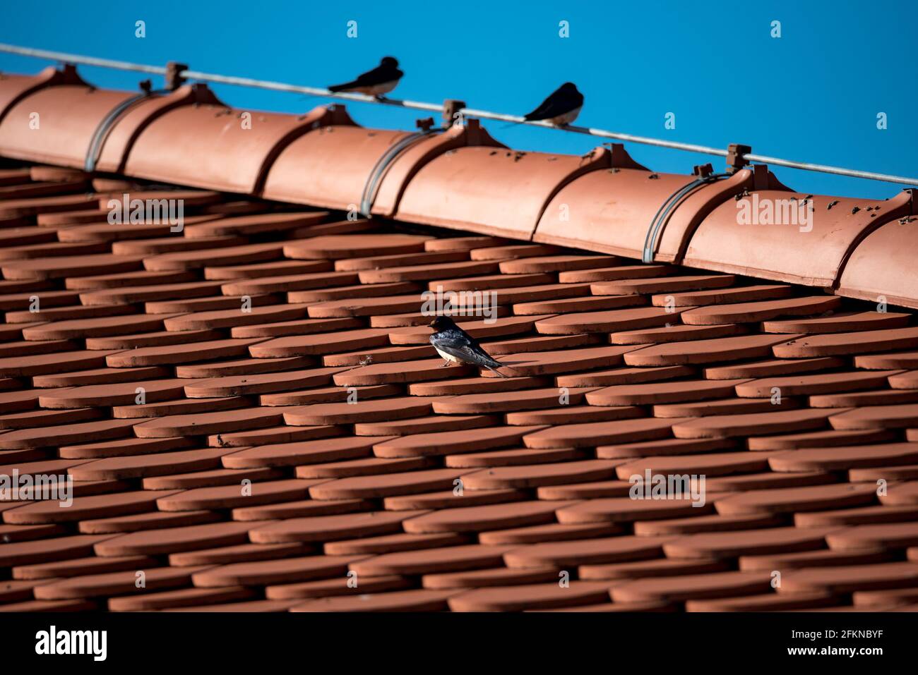 Barn swallows on a red-tiled roof. Birds fighting the infestation of ...