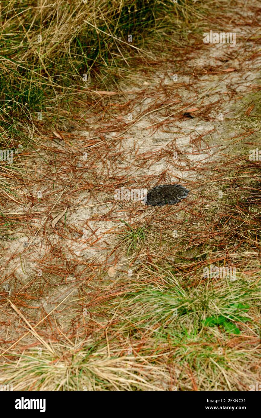 Fox Territory Mark on woodland track Stock Photo - Alamy