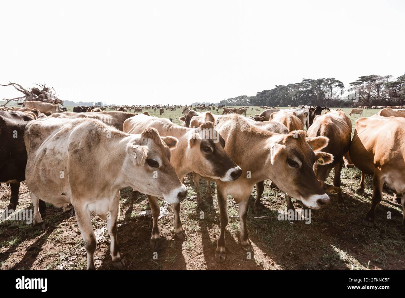 jersey cows on a dairy farm Stock Photo - Alamy