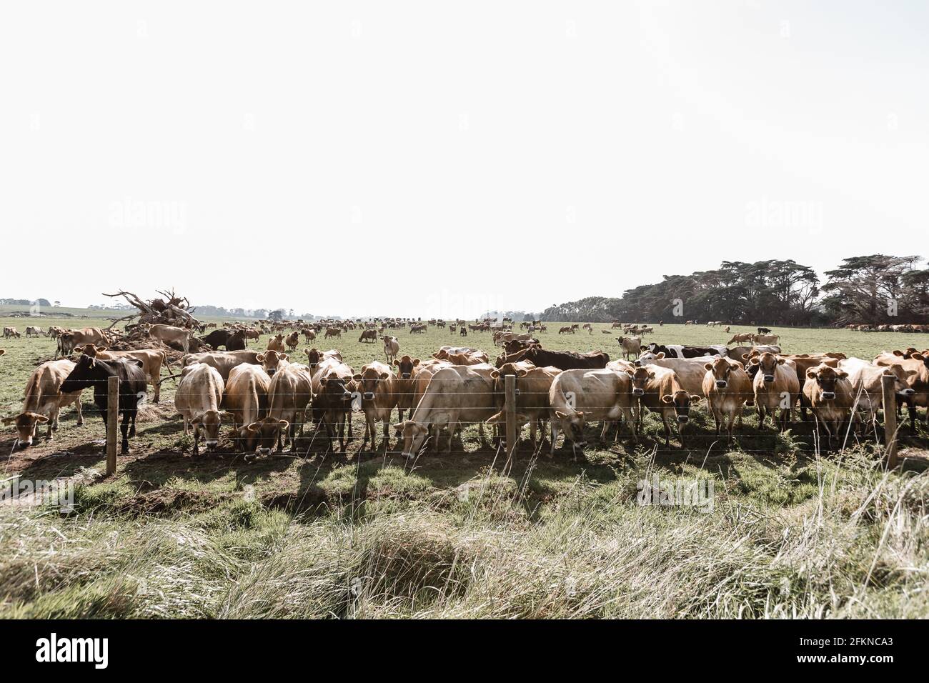 jersey cows on a dairy farm Stock Photo - Alamy