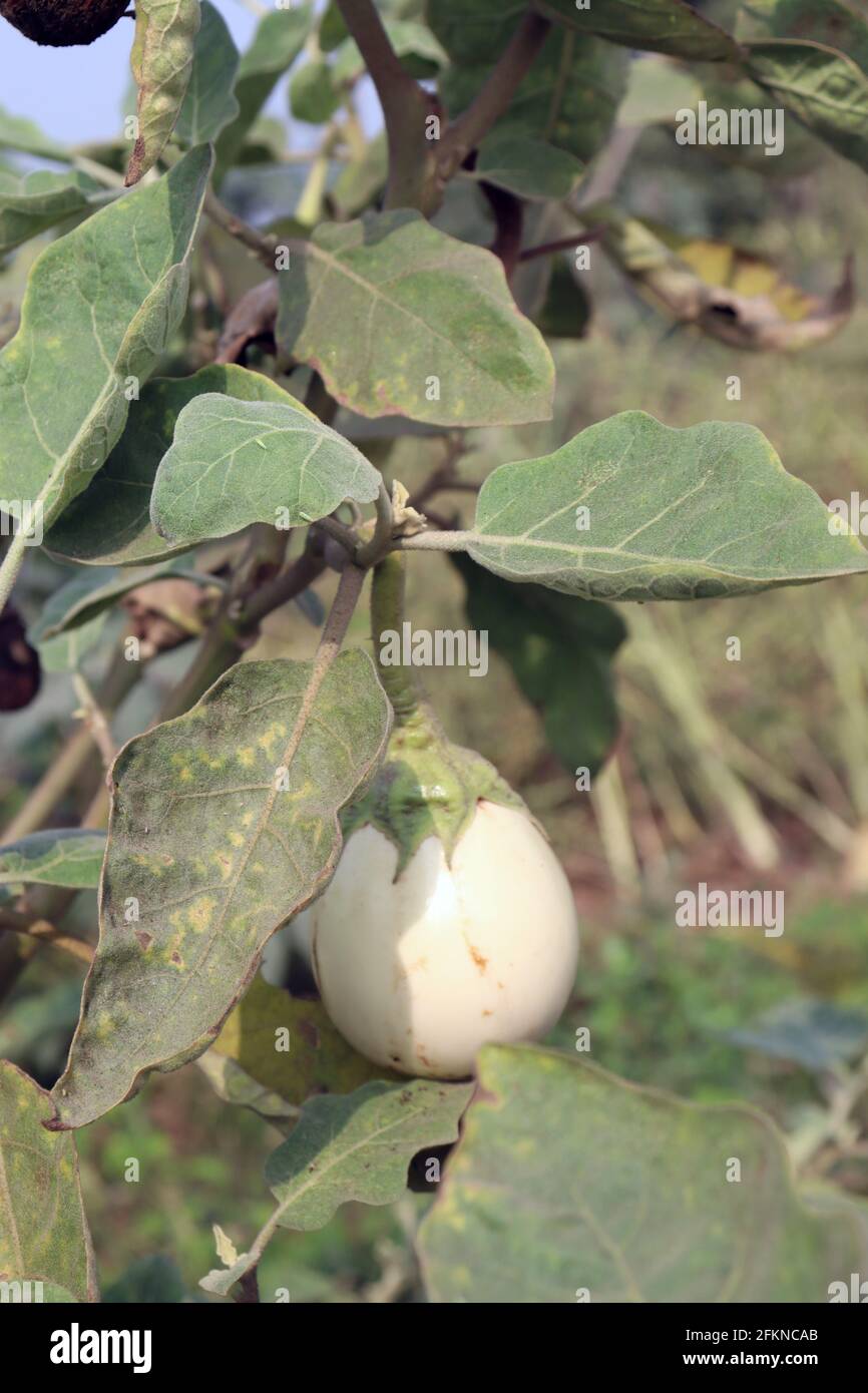 Brinjal Tree High Resolution Stock Photography and Images - Alamy