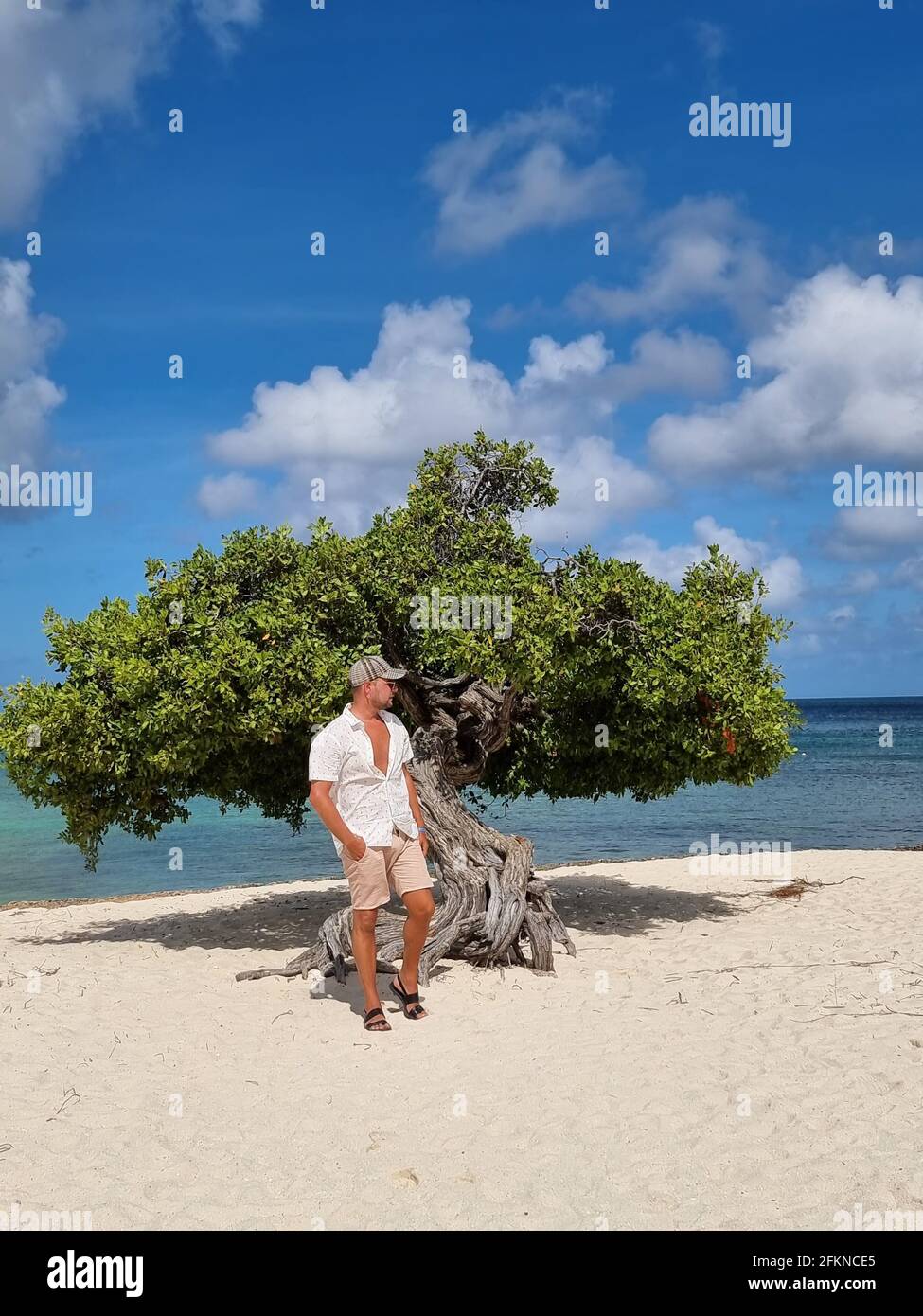 Sunset at Eagle Beach Aruba, Divi Dive Trees on the shoreline of Eagle ...