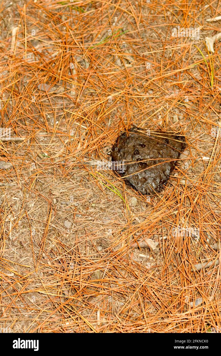 Fox Territory Mark on woodland track Stock Photo - Alamy