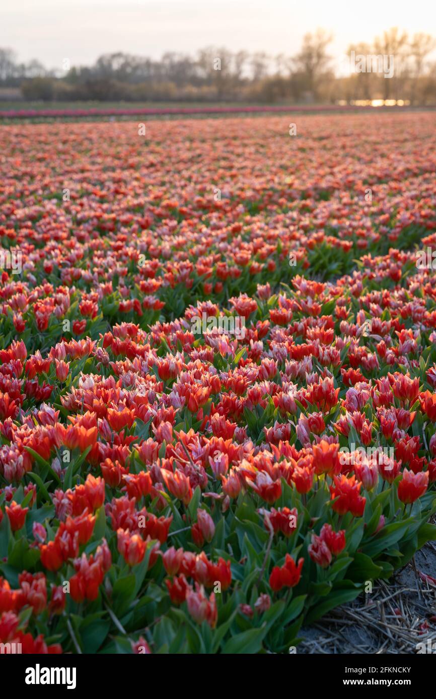 Beautiful red tulip field in the Netherlands, vertical Stock Photo - Alamy