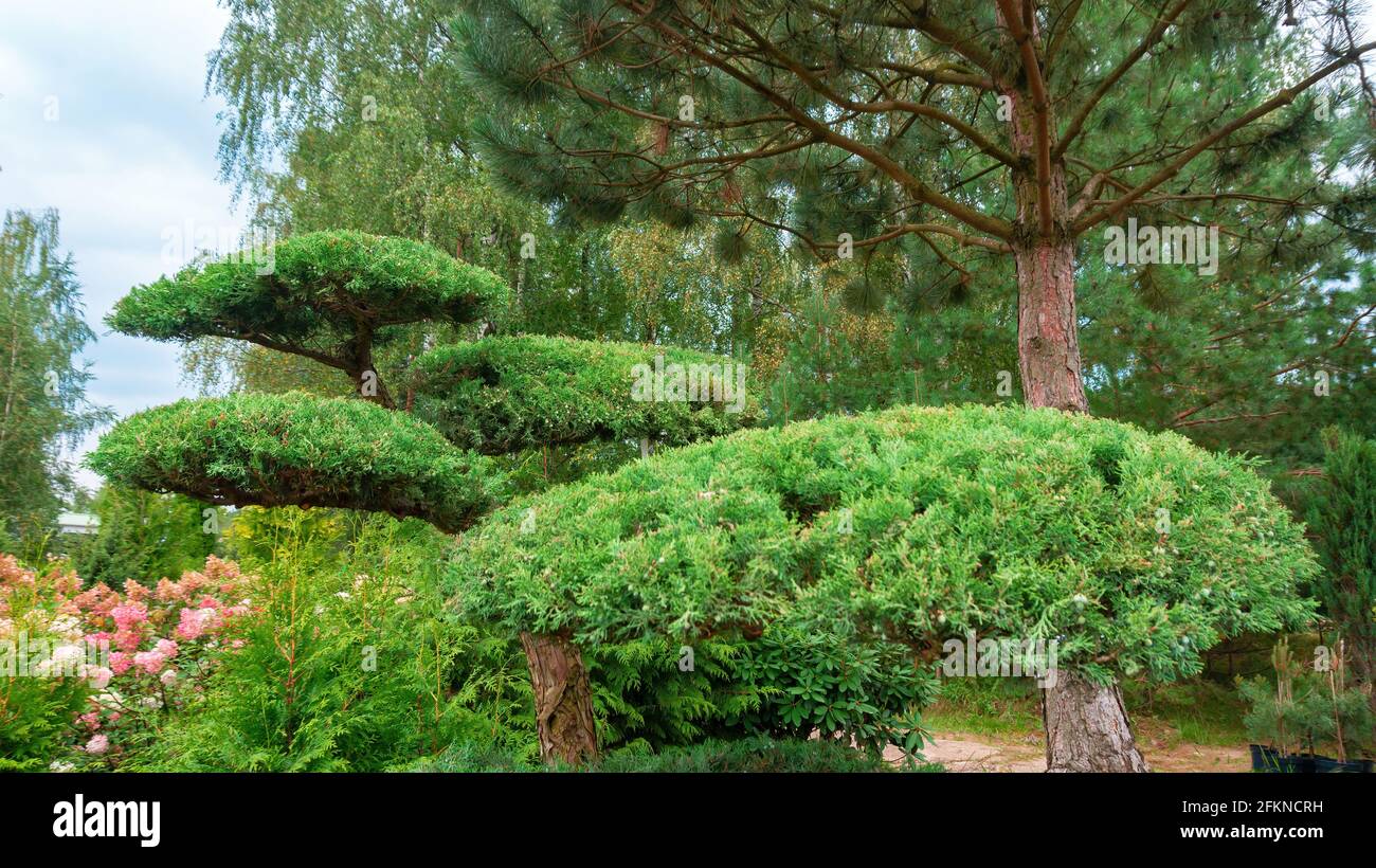 Formation of a pine crown using the niwaki technique. Bonsai shaped ...