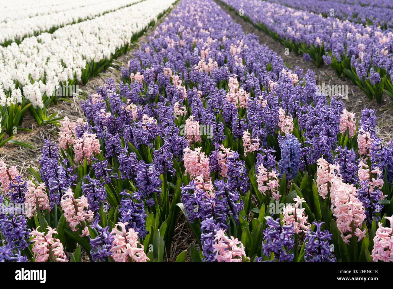 Beautiful hyacinth hi-res stock photography and images - Alamy