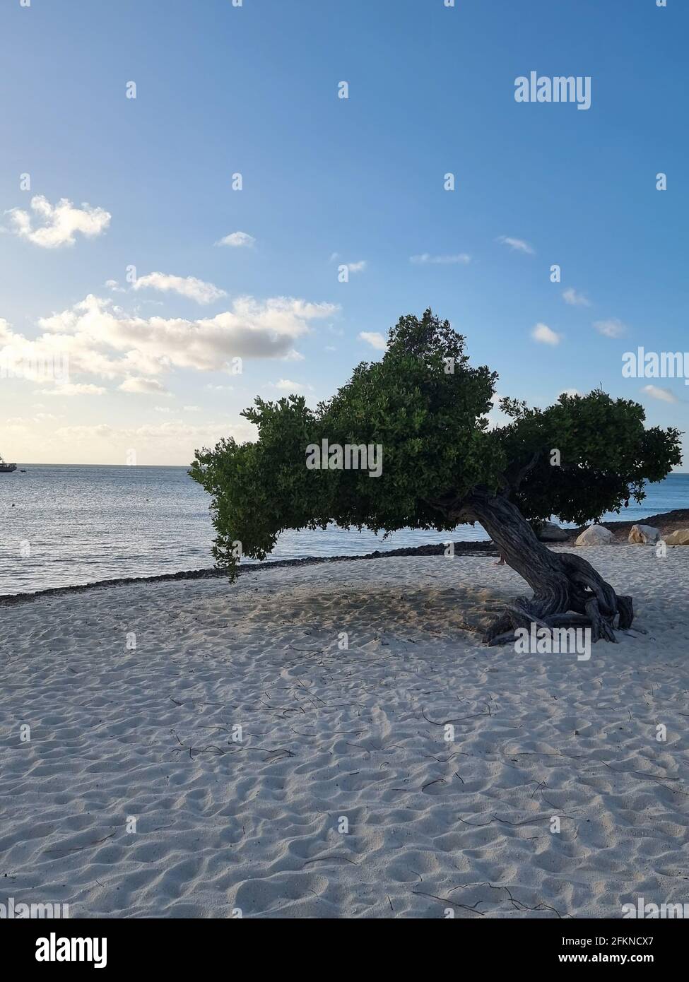 Sunset at Eagle Beach Aruba, Divi Dive Trees on the shoreline of Eagle ...