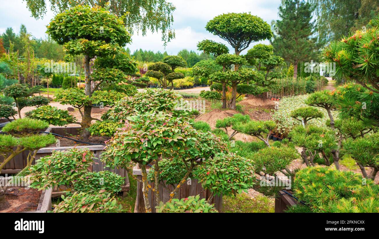 Japanese-style garden. Conifers pruned using the niwaki technique for ...