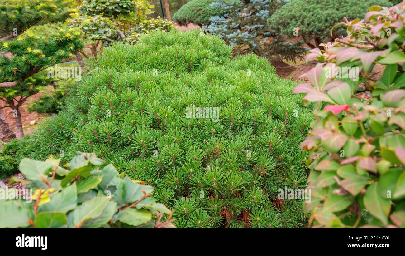 Dwarf mountain pine in landscape design. Pine fluffy crown close-up ...