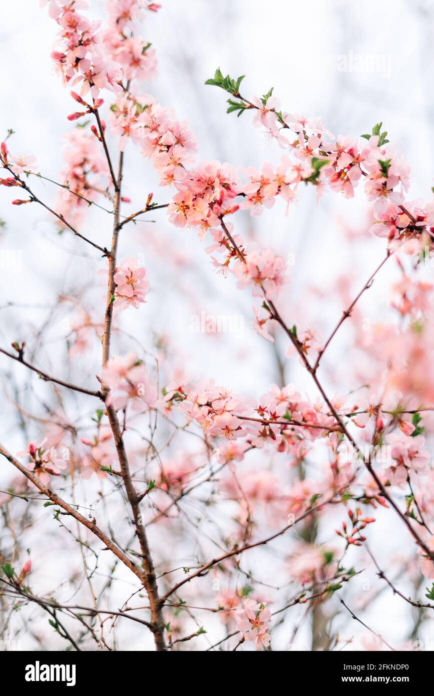 Spring blossom background. Beautiful nature scene with blooming tree and sun flare. Sunny day ...