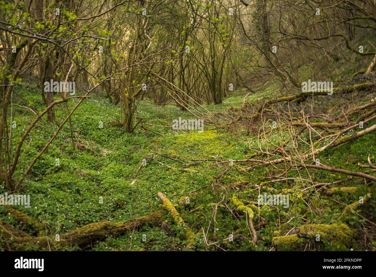 Climbing up in the mount on the morning in the Peak District, Thor Cave ...