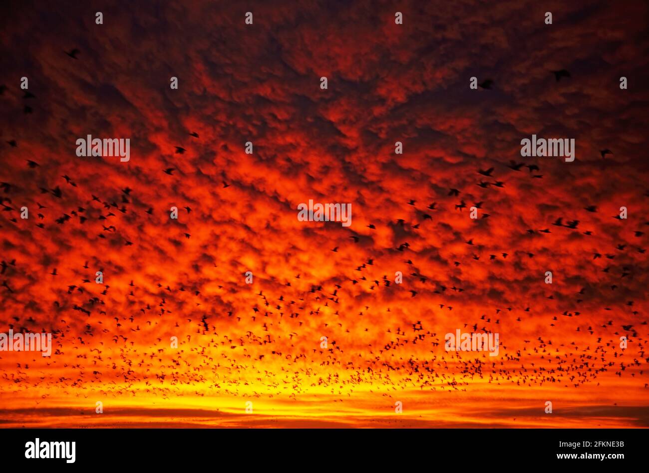 Snow Geese leaving roost at dawn Anser caerulescens Bosque del Apache ...
