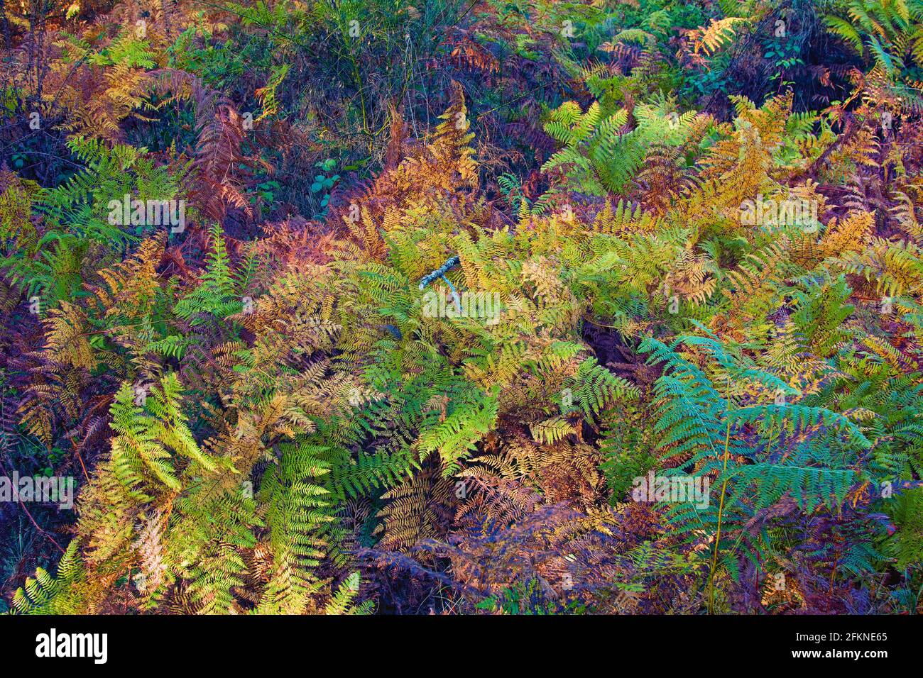 Sologne forest hi-res stock photography and images - Alamy