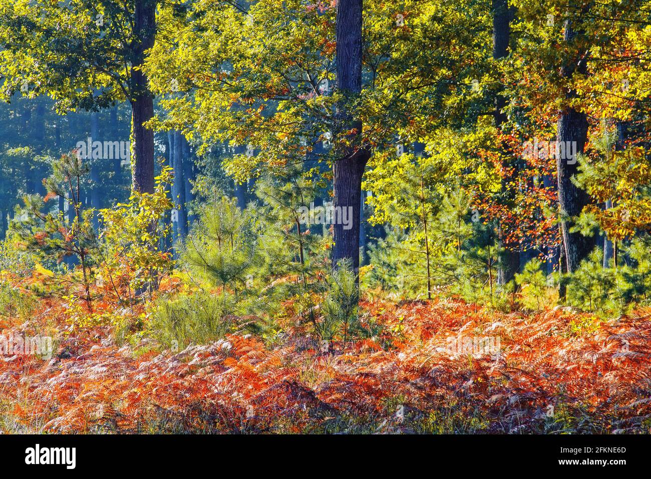 Forest in Sologne during Autumn Stock Photo - Alamy