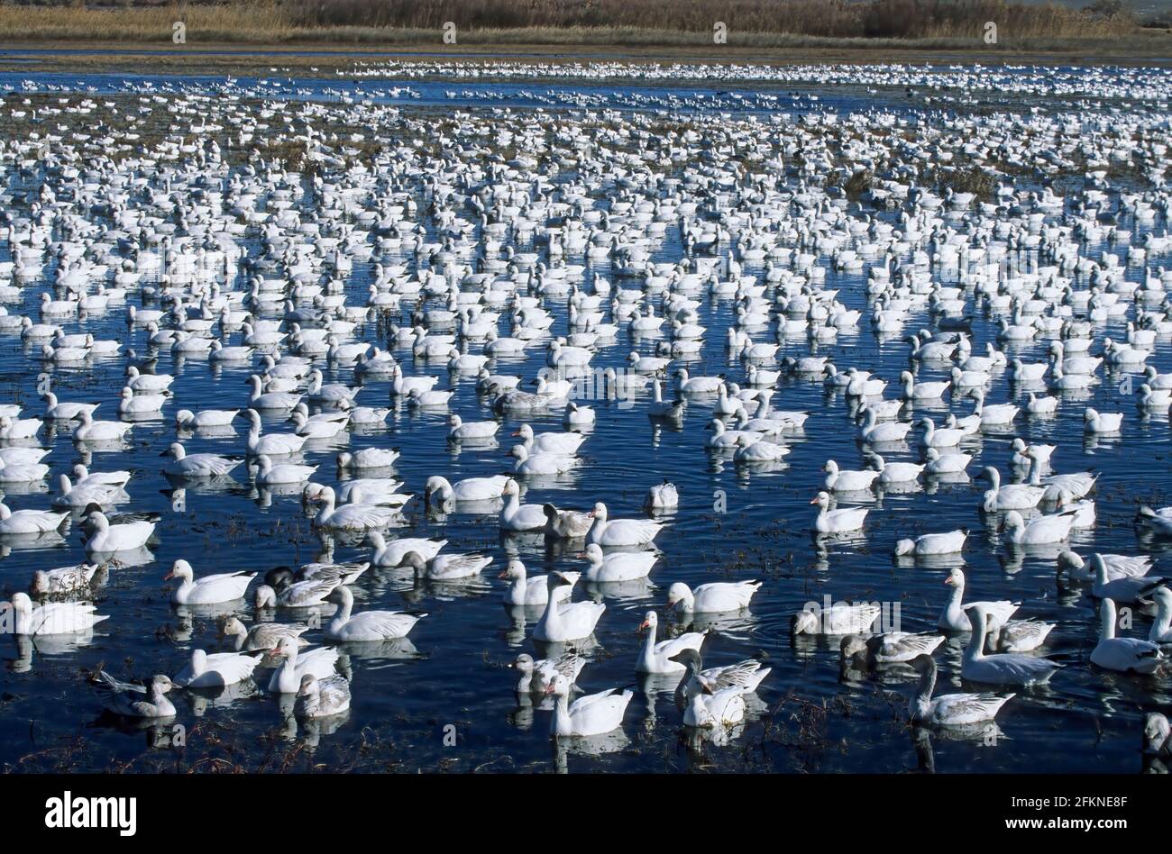 Snow Goose flock on water Anser caerulescens Bosque del Apache NWR New ...