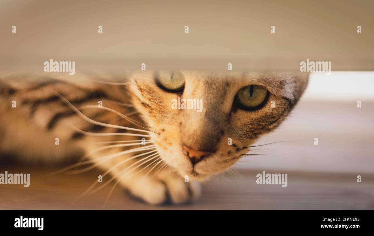 Male Bengal cat looking under sofa Stock Photo - Alamy
